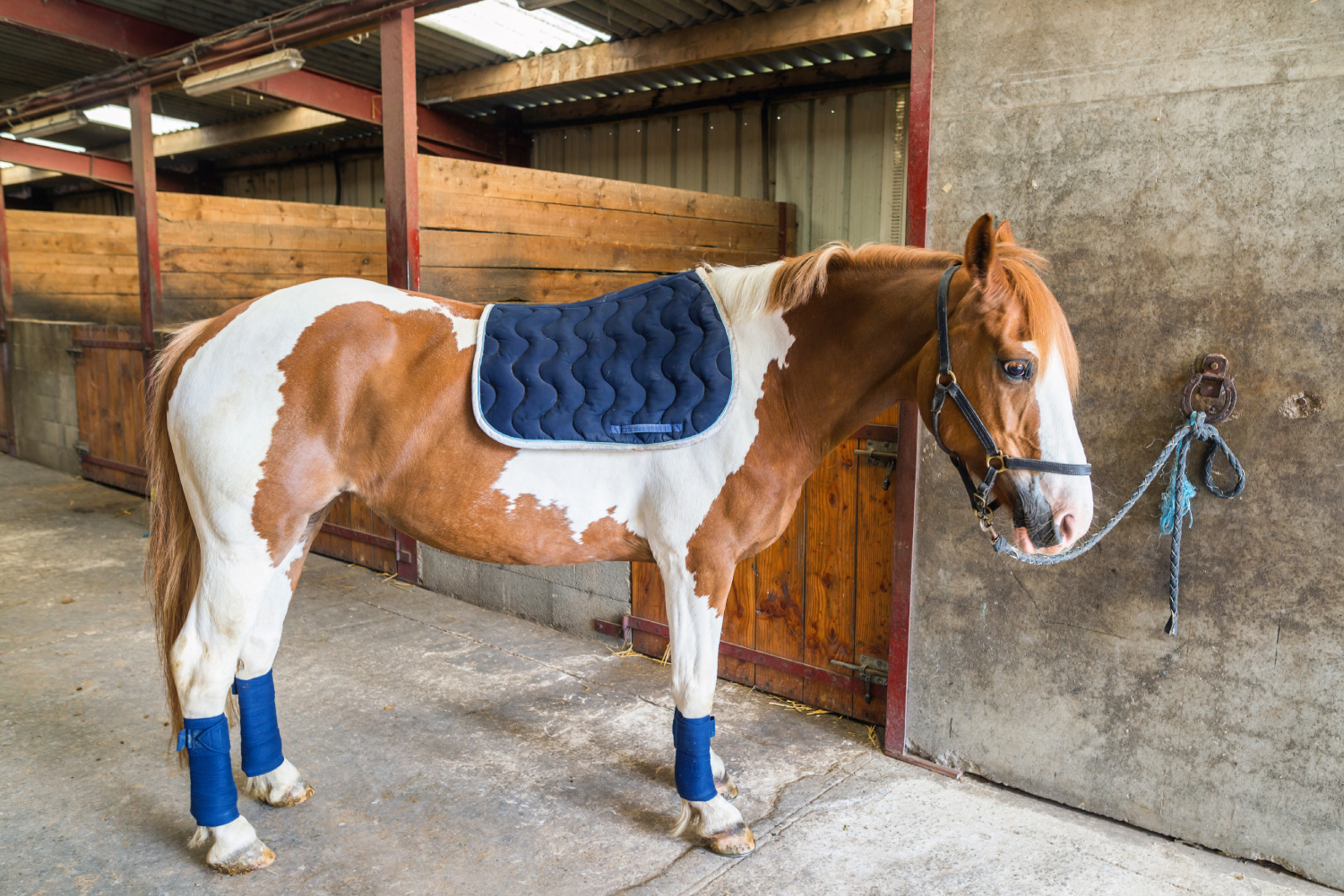 Importance du tapis de selle pour les chevaux